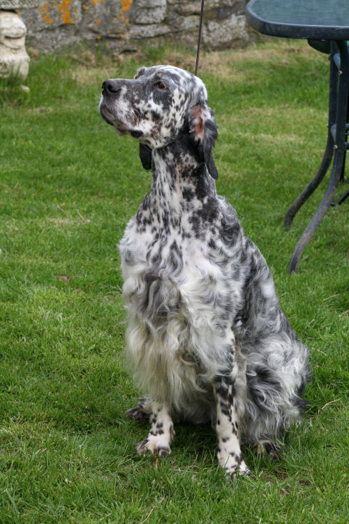 English Setters – canonsett.co.uk